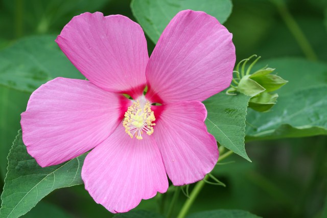 Swamp Rose Mallow, Great Swamp NWR, NJ, Aug. 23, 2014 | mocosocoBirds